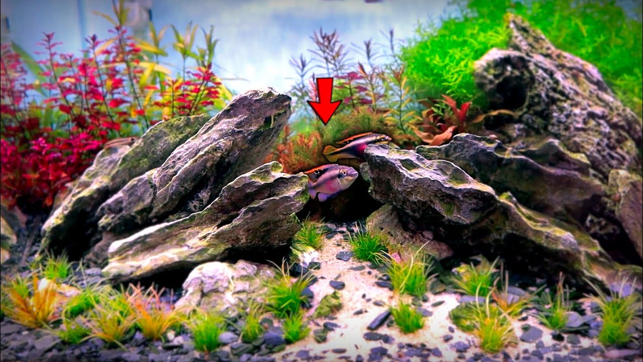 ADDING INSANE FISH To Kribensis Aquarium! STUNNING!! | MD Fish Tanks