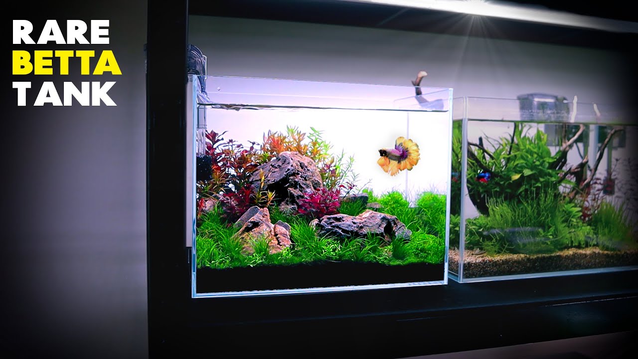 Aquascape Tutorial: RARE Betta Fish Iwagumi (Nano Aquarium)