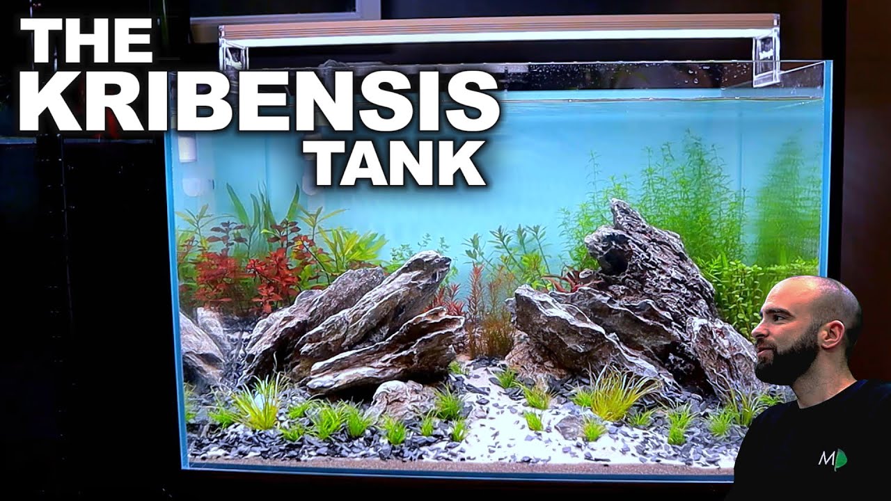 Building THE KRIBENSIS Tank (part 2) | MD Fish Tanks