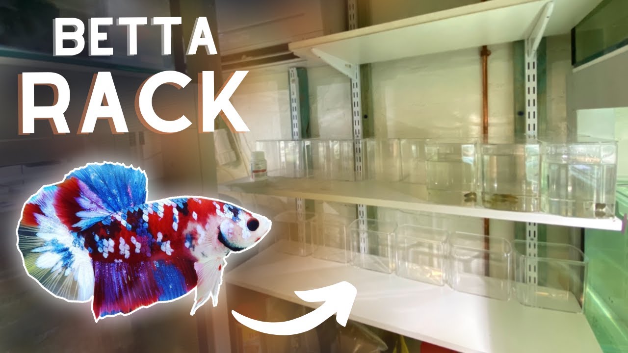 Building The NEW Betta Barracks!