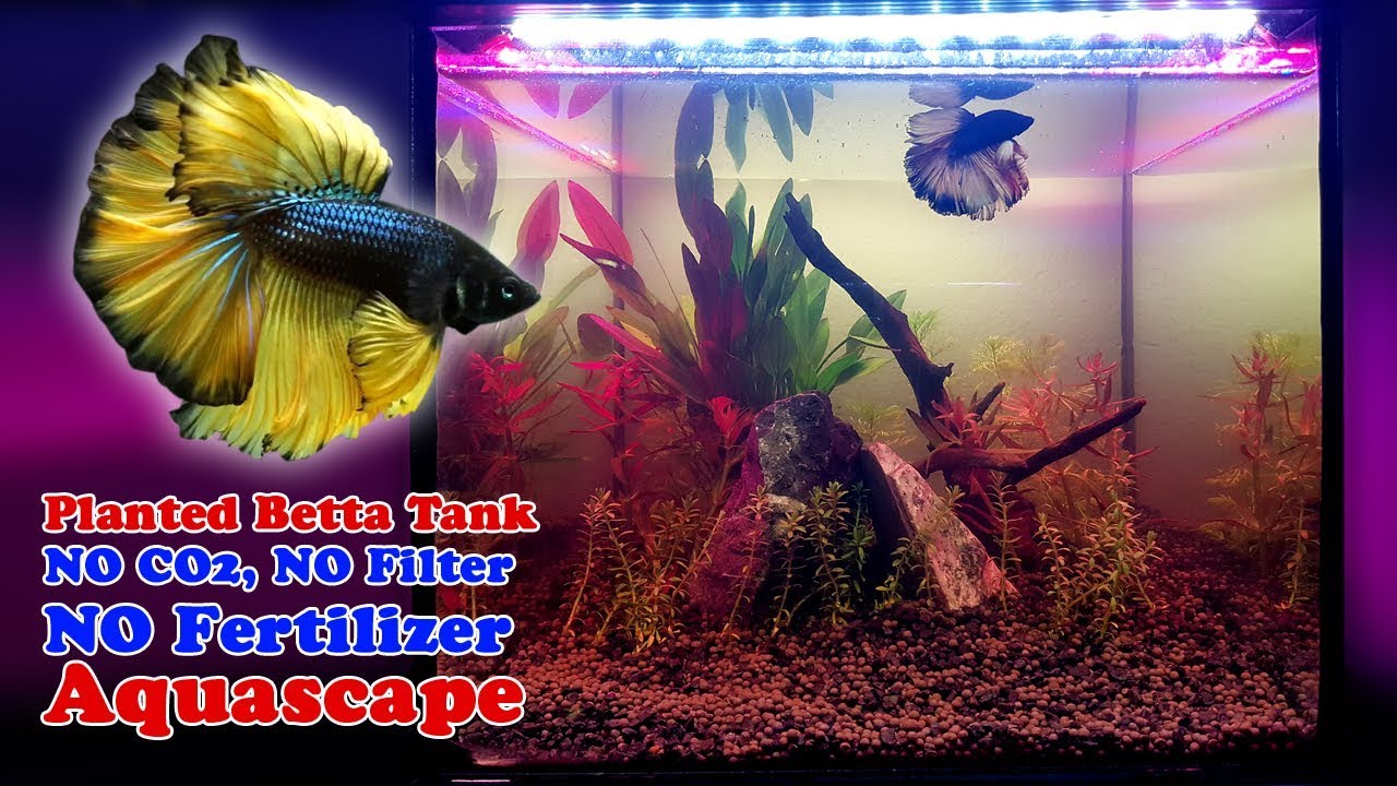 How To Set Up A Planted Betta Tank - No Filter, No CO2, No Fert Nano ...