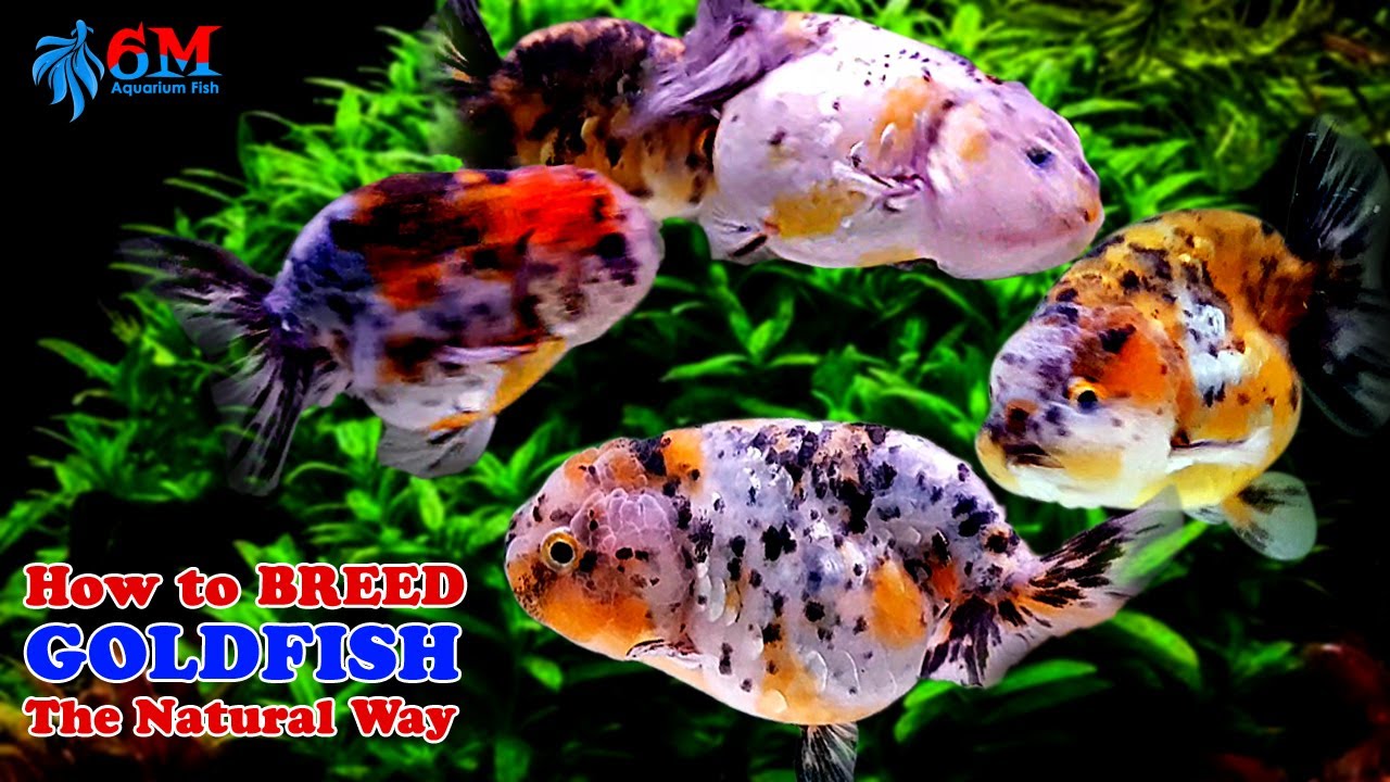 How To Breed Goldfish (Naturally)