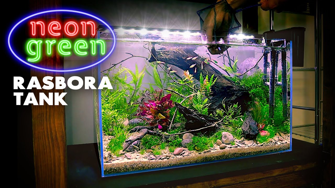 Aquascape Tutorial: NEON GREEN RASBORA Aquarium (How To - Planted Tank ...