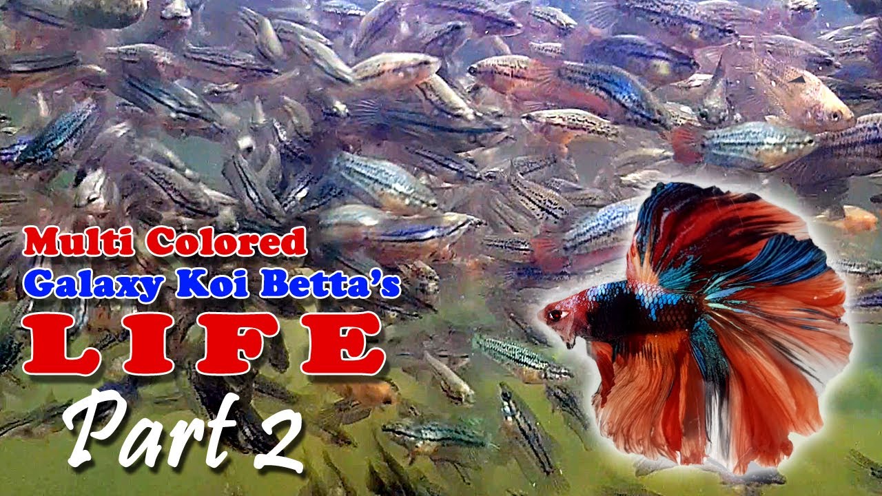 MultiColored Galaxy Koi Betta's Life | Breeding Betta Fish | How To ...