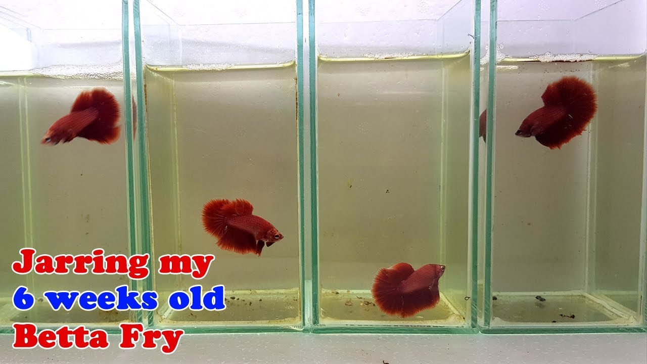 Jarring My 6 Weeks Old Betta Fry | How To Identify Male From Female Bettas