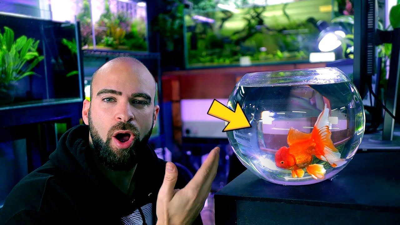 GOLDFISH BOWL | The Fish Room