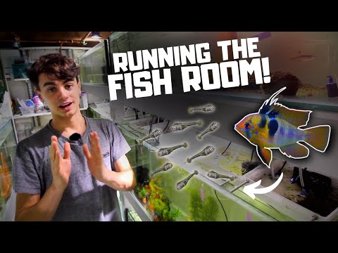 What It's Like Running The Fish Room!