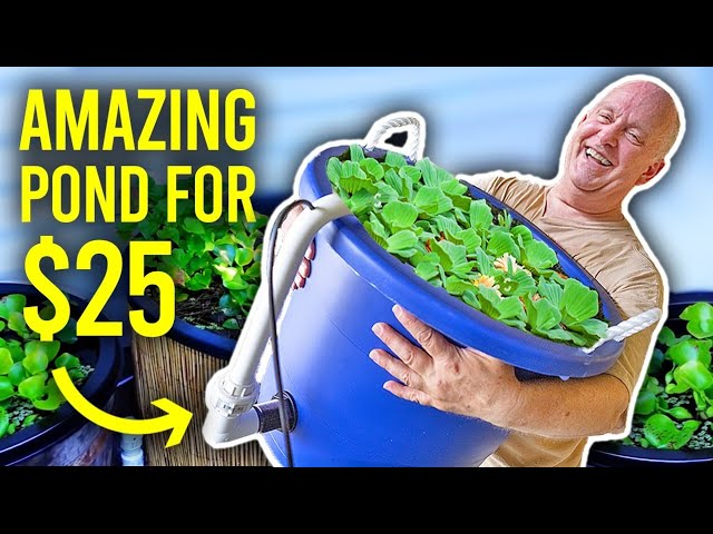 BEST Mini Indoor Pond For Breeding TONS Of Fish