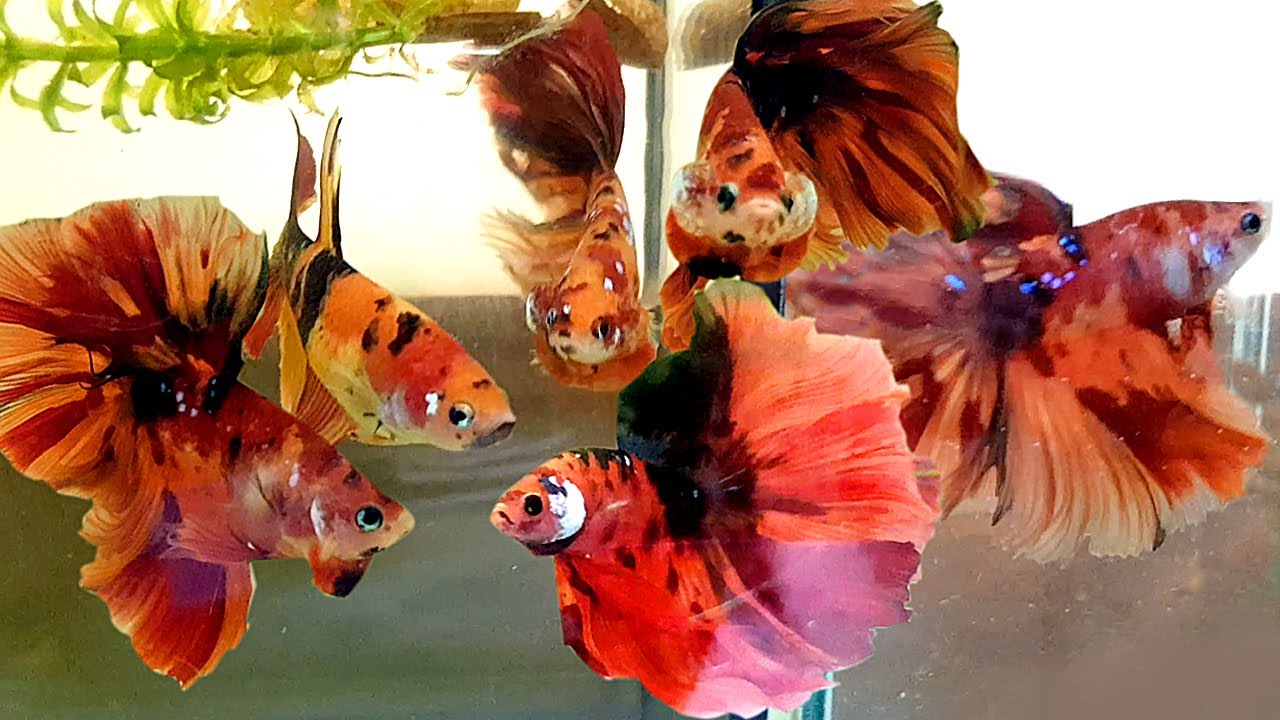 My Full Grown Galaxy Koi Nemo Halfmoon And Rose Tail Bettas