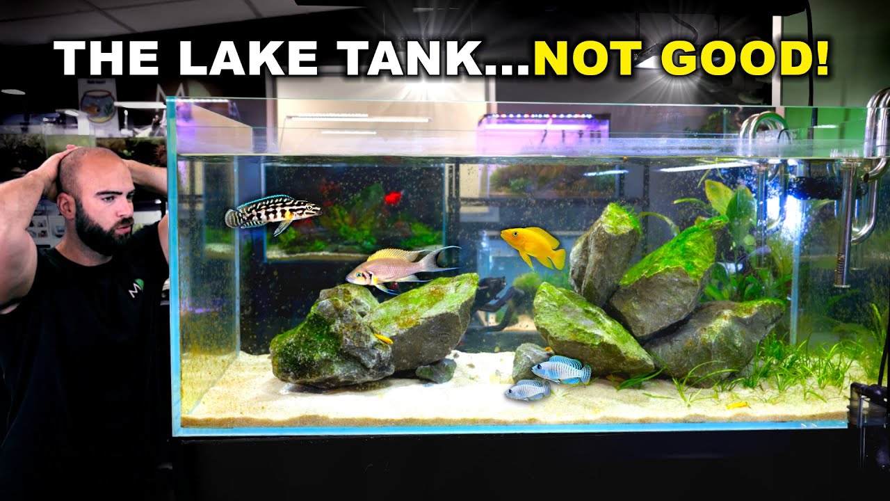 THE LAKE TANK AFTER 2 WEEKS!! (HUGE MESS)