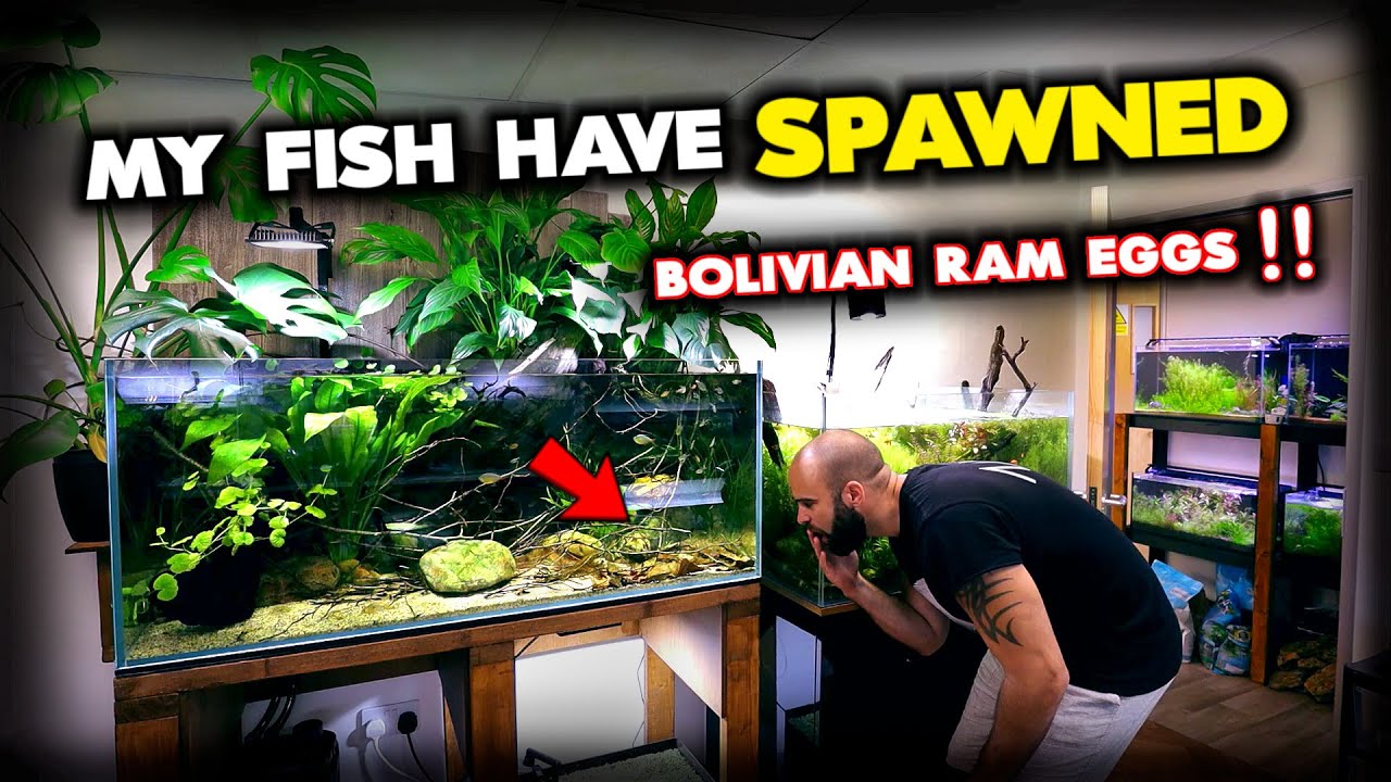 MY FISH LAID EGGS!! Adding More Plants To Discus Tank MD Fish Tanks