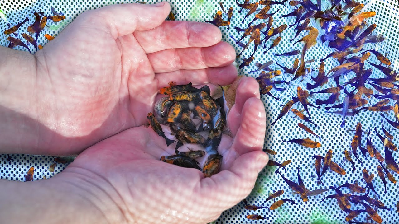 70 Year Old Florida Fish Farm - Now Sells Retail