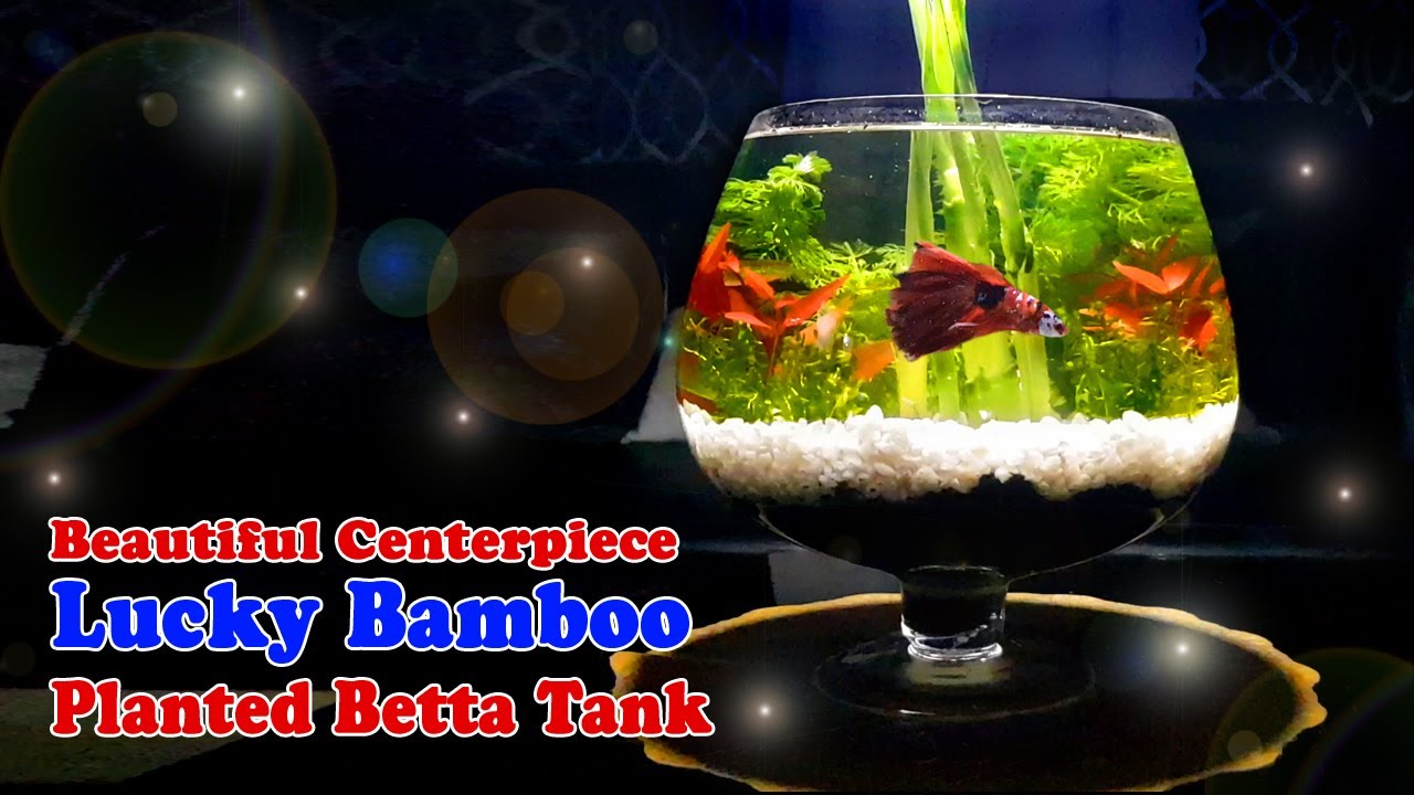 Beautiful Centerpiece Lucky Bamboo Planted Betta Tank | Bowl