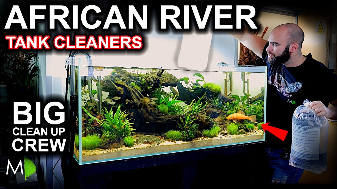 BUYING & ADDING FISH For AFRICAN RIVER TANK! (Excited, Never Kept These!!)