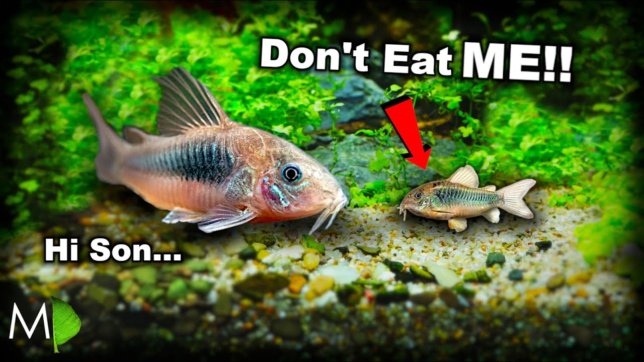 MY FISH MADE A BABY FISH!!! (surprise Tiny Cory) MD Fish Tanks