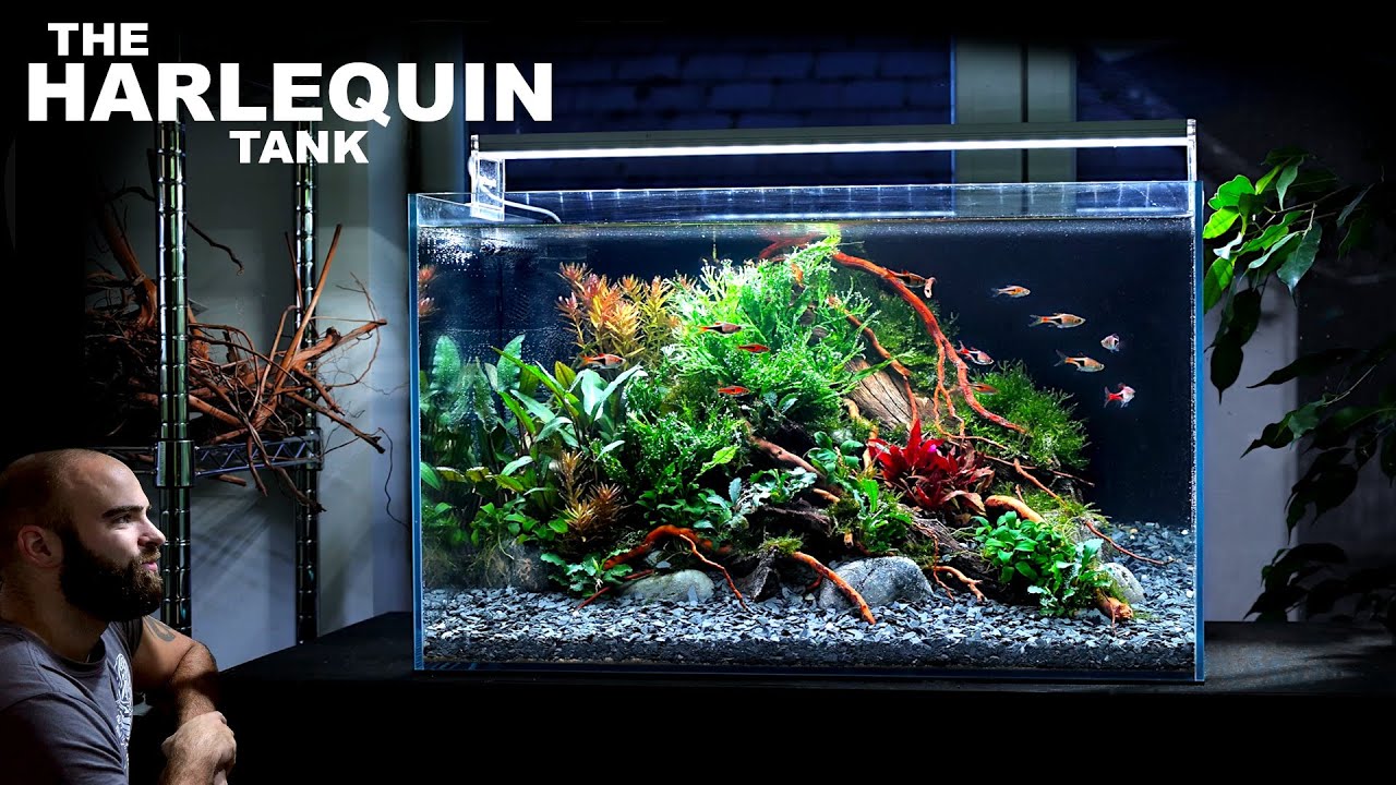 The Harlequin Tank: 60cm Aquascape Tutorial Beautiful Planted Aquarium ...