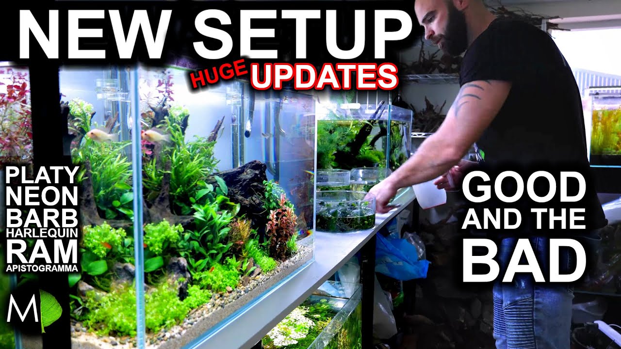HUGE UPDATE: Platy, Neon Tetra, Harlequin, Golden Ram, Barb ...