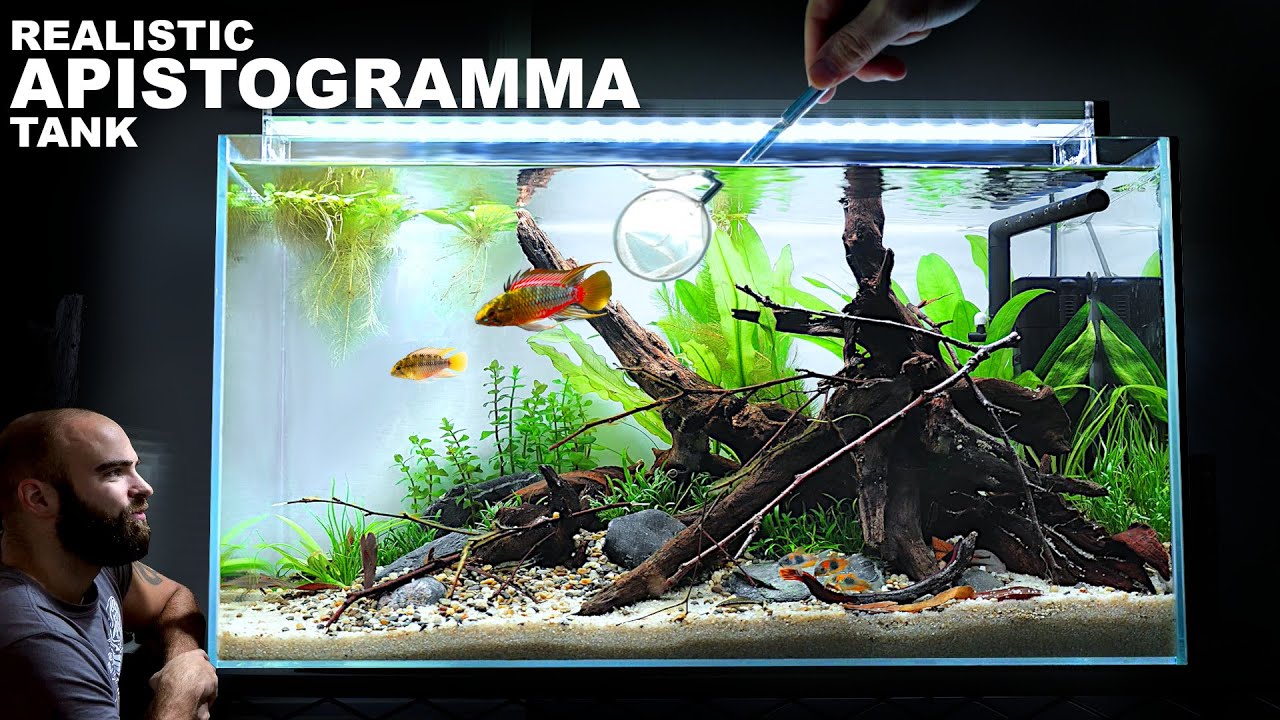 *Real Look* Apistogramma Aquarium: 60cm Aquascape Tutorial W/ Orange ...