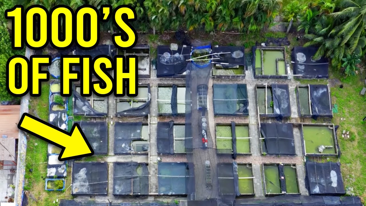 Visiting 3 Tropical Fish Farms In 24 Hours!