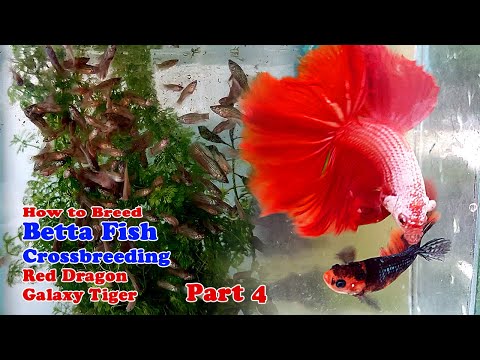 How To Breed Betta Fish | Crossbreeding Red Dragon X Galaxy Tiger (Part 4)