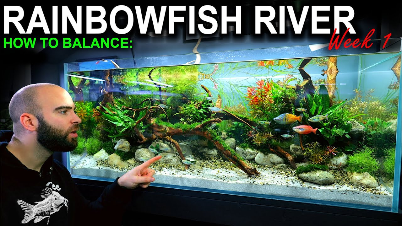 The Rainbowfish River: Week 1 Instructions - How To Maintain & Balance ...