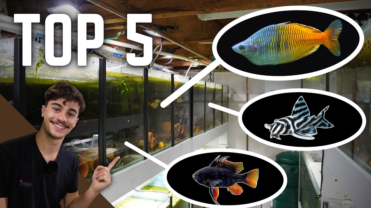 My Top 5 Favourite Fish In The Fish Room!