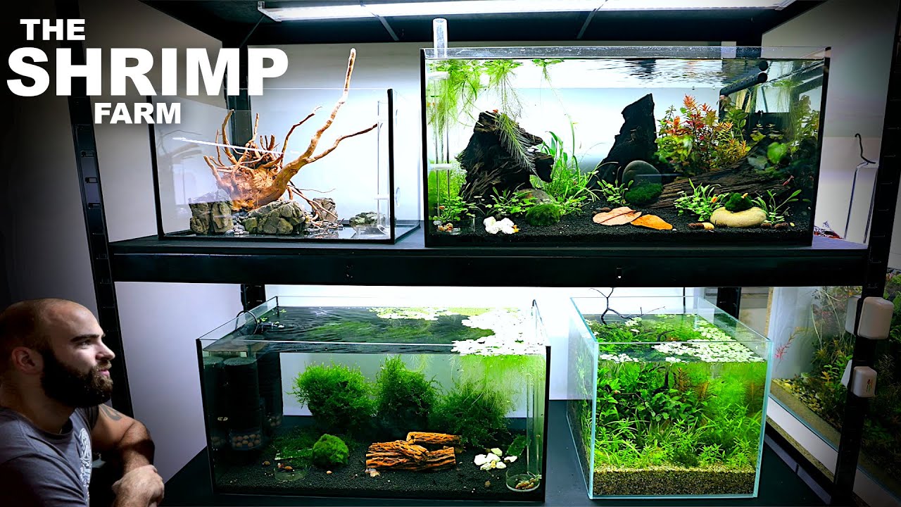 The Shrimp Farm Update: Next Tank Started 😮