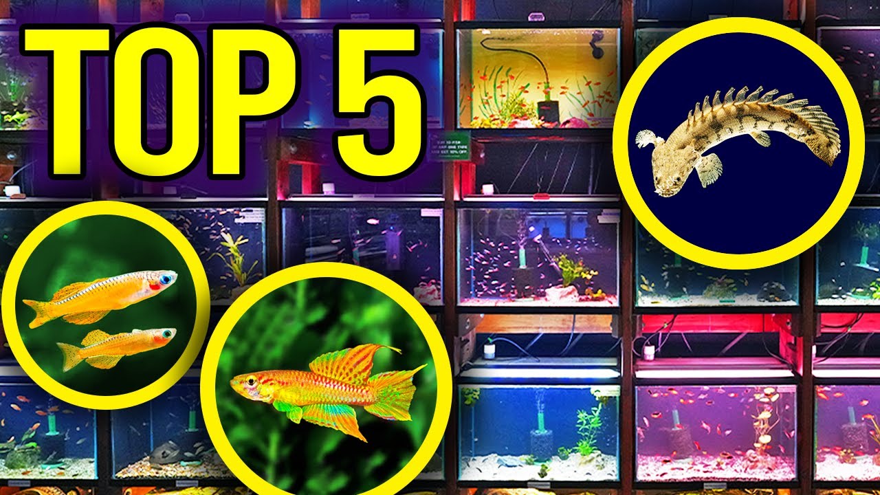 5 BEST ﻿Community, Centerpiece And Oddball Aquarium Fish