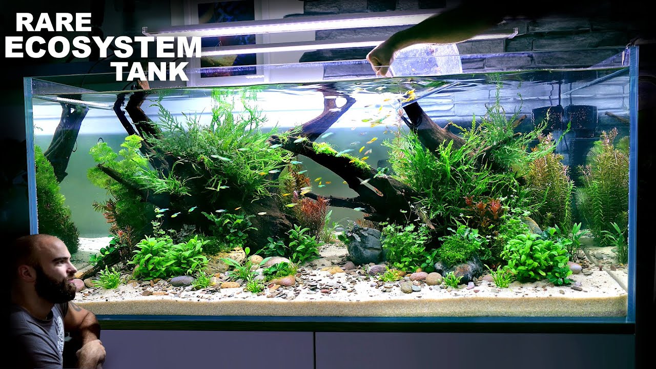 The Rare Ecosystem Tank: 100's Of Rare Nano Fish - EPIC 4ft Aquascape ...