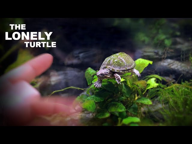 The Lonely Turtle...