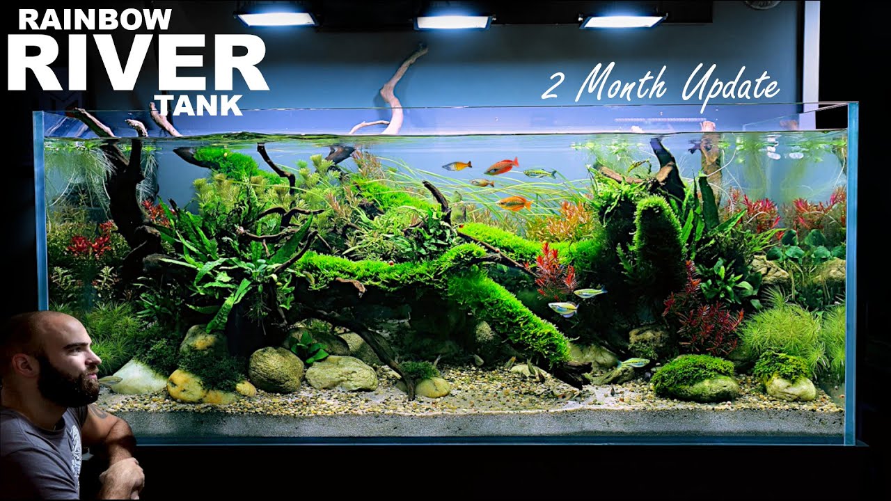 The Rainbowfish River Tank: 2 Month Update