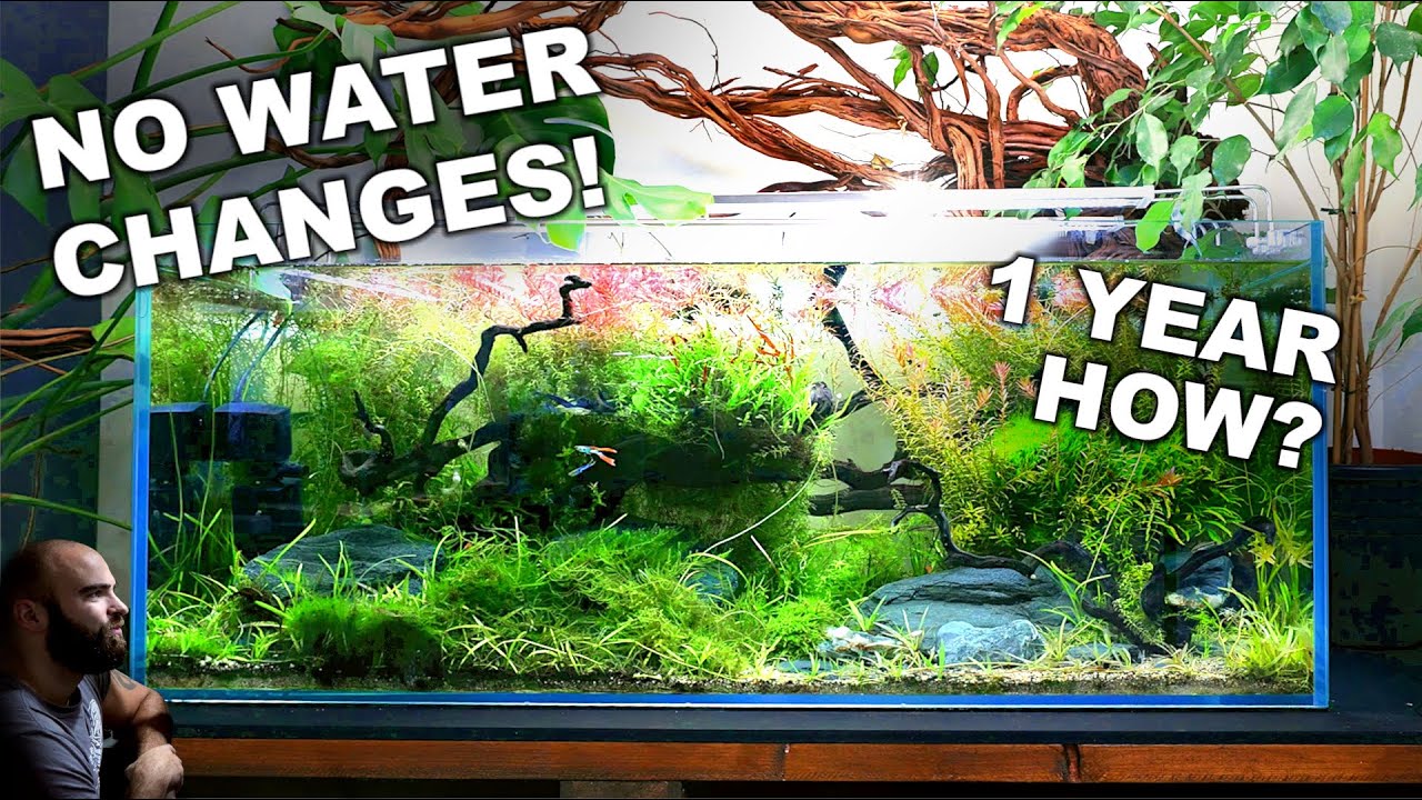 NO WATER CHANGES For A YEAR!! Ecosystem Aquarium How To