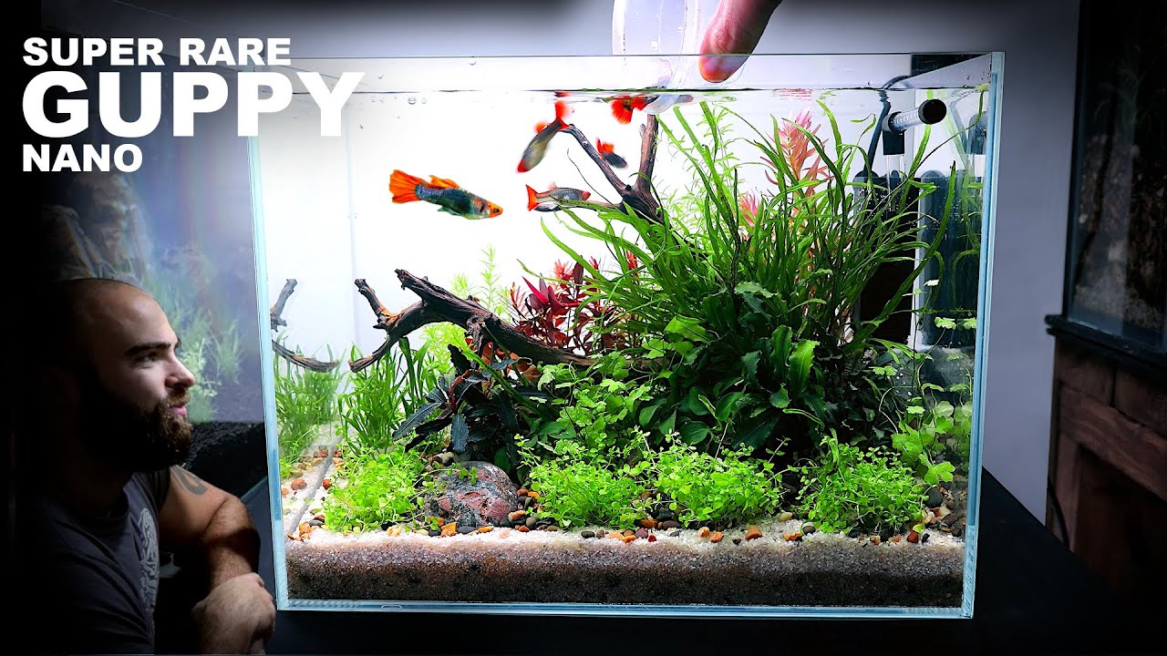 Super Rare Guppy: Koi Tuxedo Nano Planted Aquarium Aquascape Tutorial