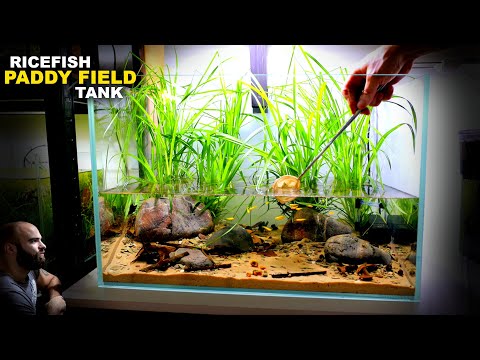Ricefish Paddy Field Tank: REALISTIC Style Aquascape Tutorial