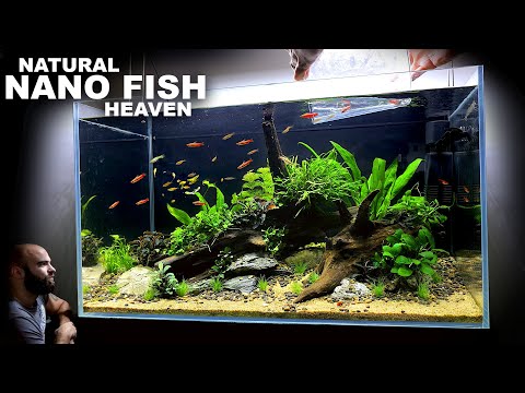 Natural Nano Fish Heaven: EPIC 3ft Aquascape Tutorial