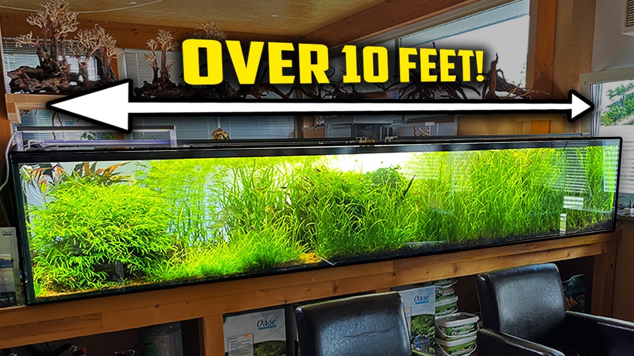 The Most Inspiring Aquarium Store (The Aqua Lounge)