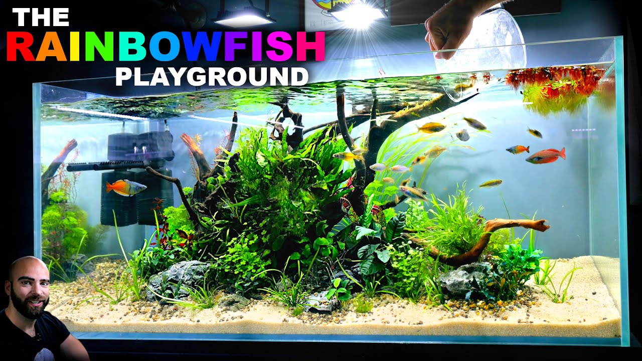 The Rainbowfish Playground: EPIC 4ft Aquarium Build (Aquascape Tutorial)