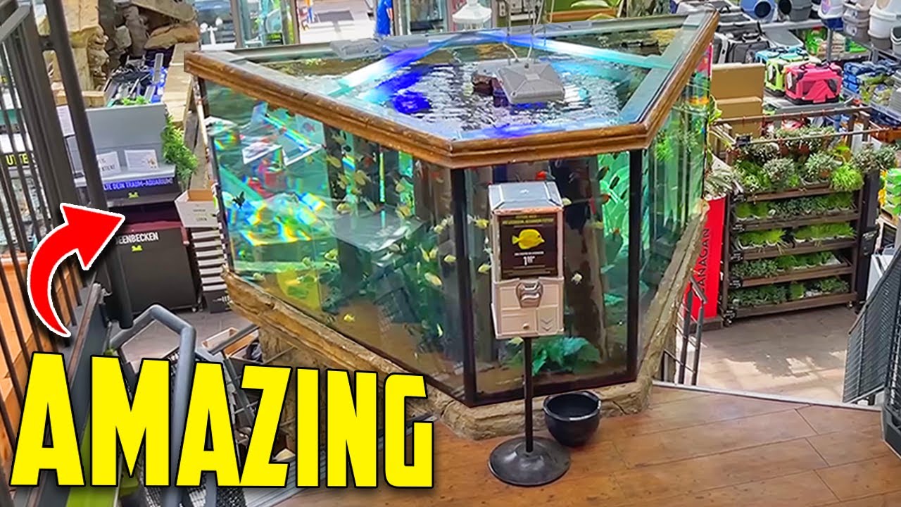 Incredible Fish Selection At This Chain Store!