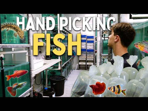 Buying Hundreds Of Fish For My Tropical Fish Store!