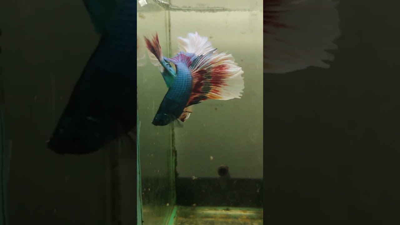 Fancy Halfmoom Betta Fish