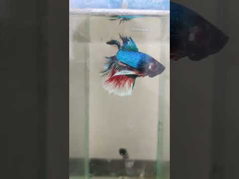 Fancy Halfmoom Betta Fish