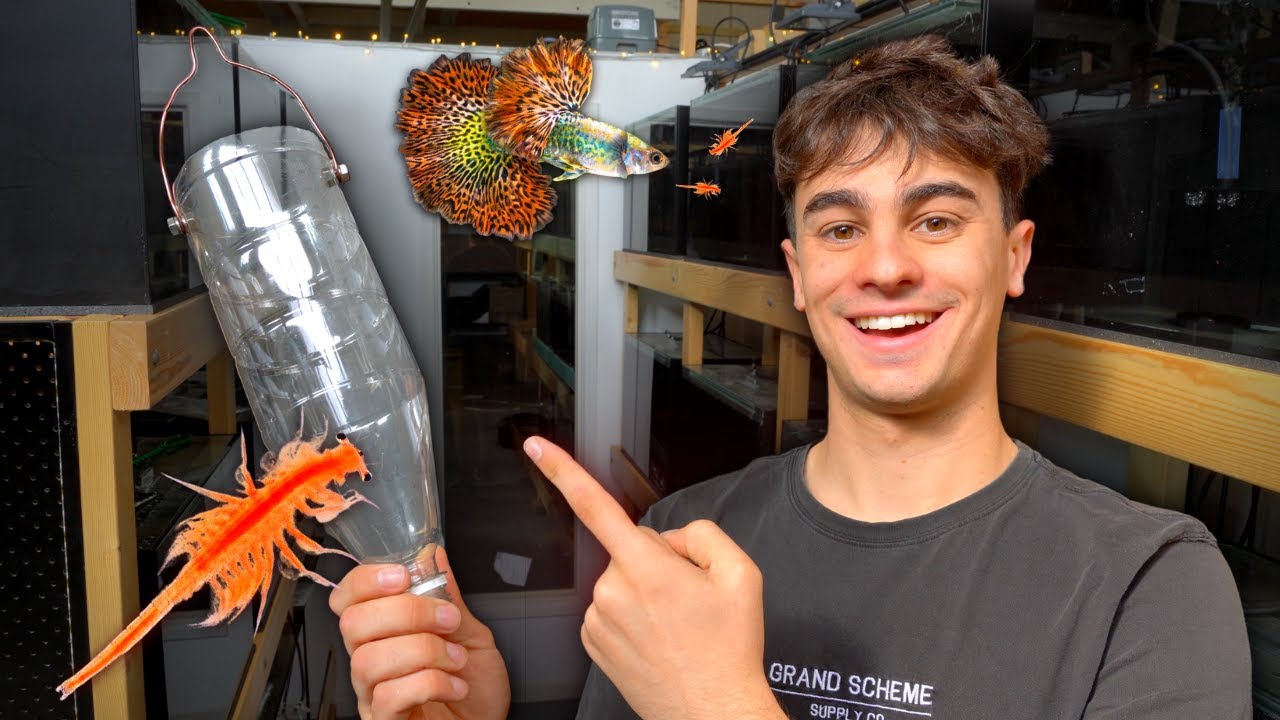 How To Make The Best DIY Brine Shrimp Hatchery!