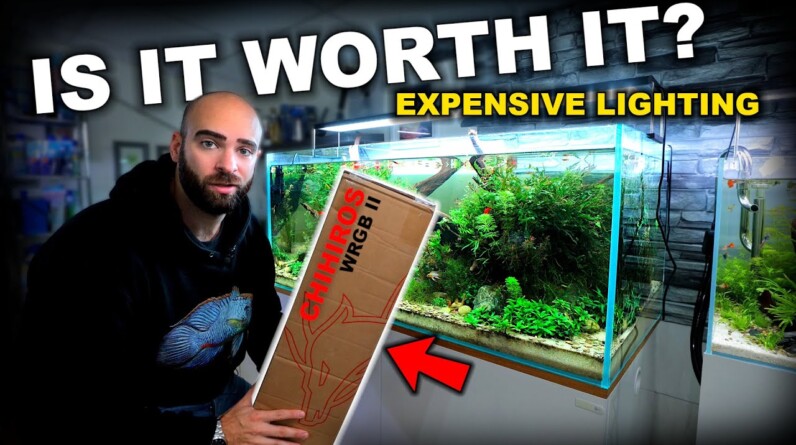 The Rare Tetra Tank: Building Fish Shop Matt's Home Aquarium (Aquascape ...