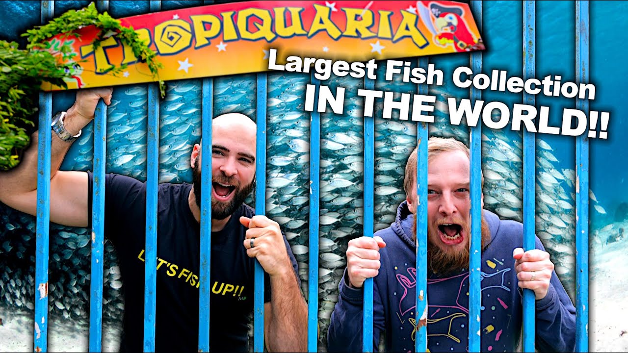 Visiting The LARGEST Rare Livebearer Collection IN THE WORLD!!