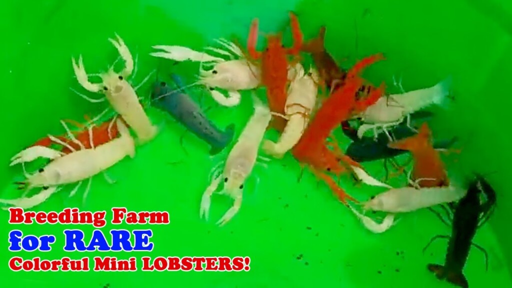 Fish & Aquarium Tips